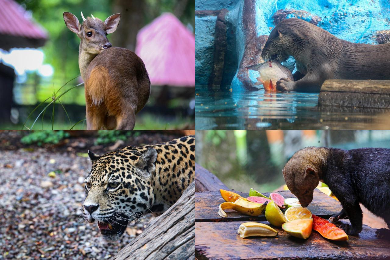 El Bioparque Los Ocarros necesita ayuda para alimentar a cerca de 600 ...