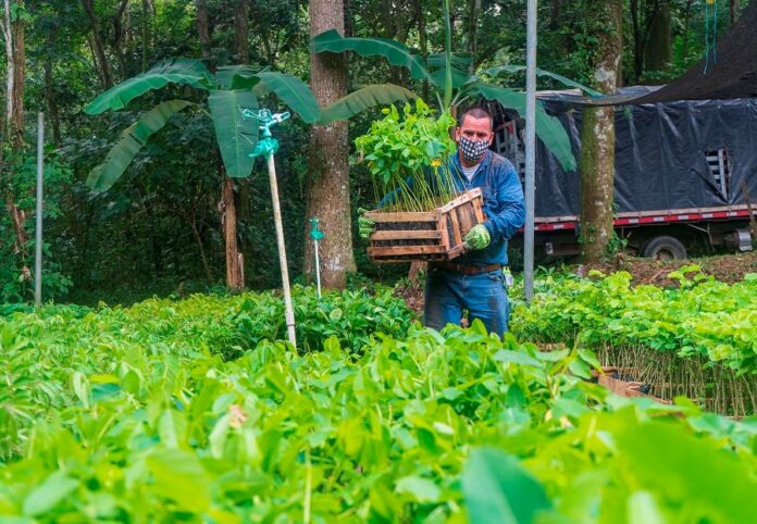 72.930 nuevos árboles para reforestar al Meta | Periódico del Meta