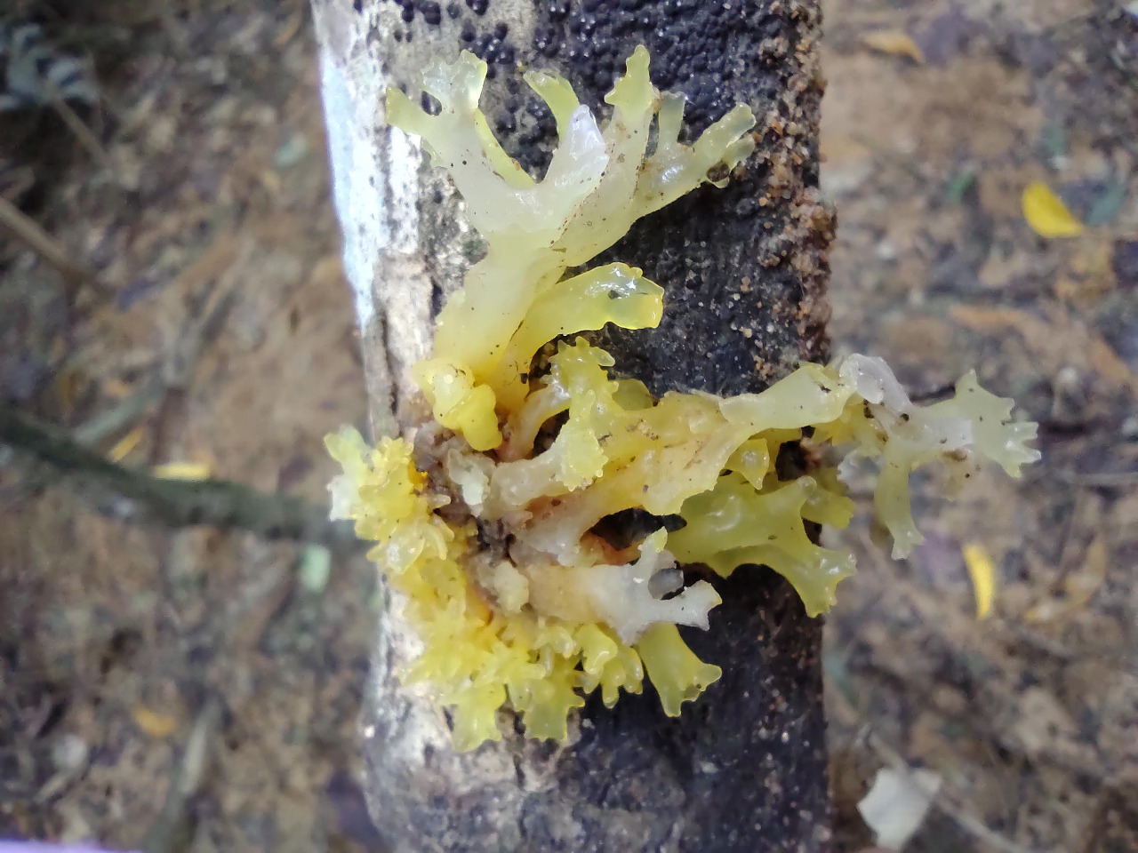 Hasta hongos comestibles hay en el Humedal Coroncoro | Periódico del Meta