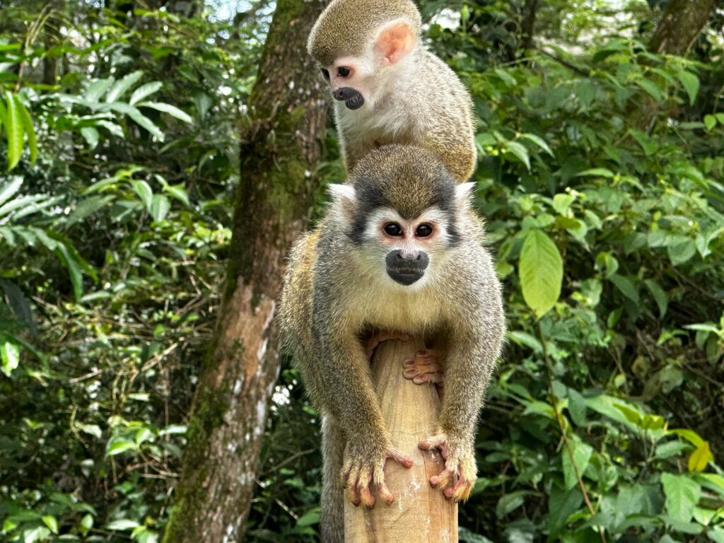Monos en riesgo: Convivir con la fauna, una gran deuda en Villavicencio ...